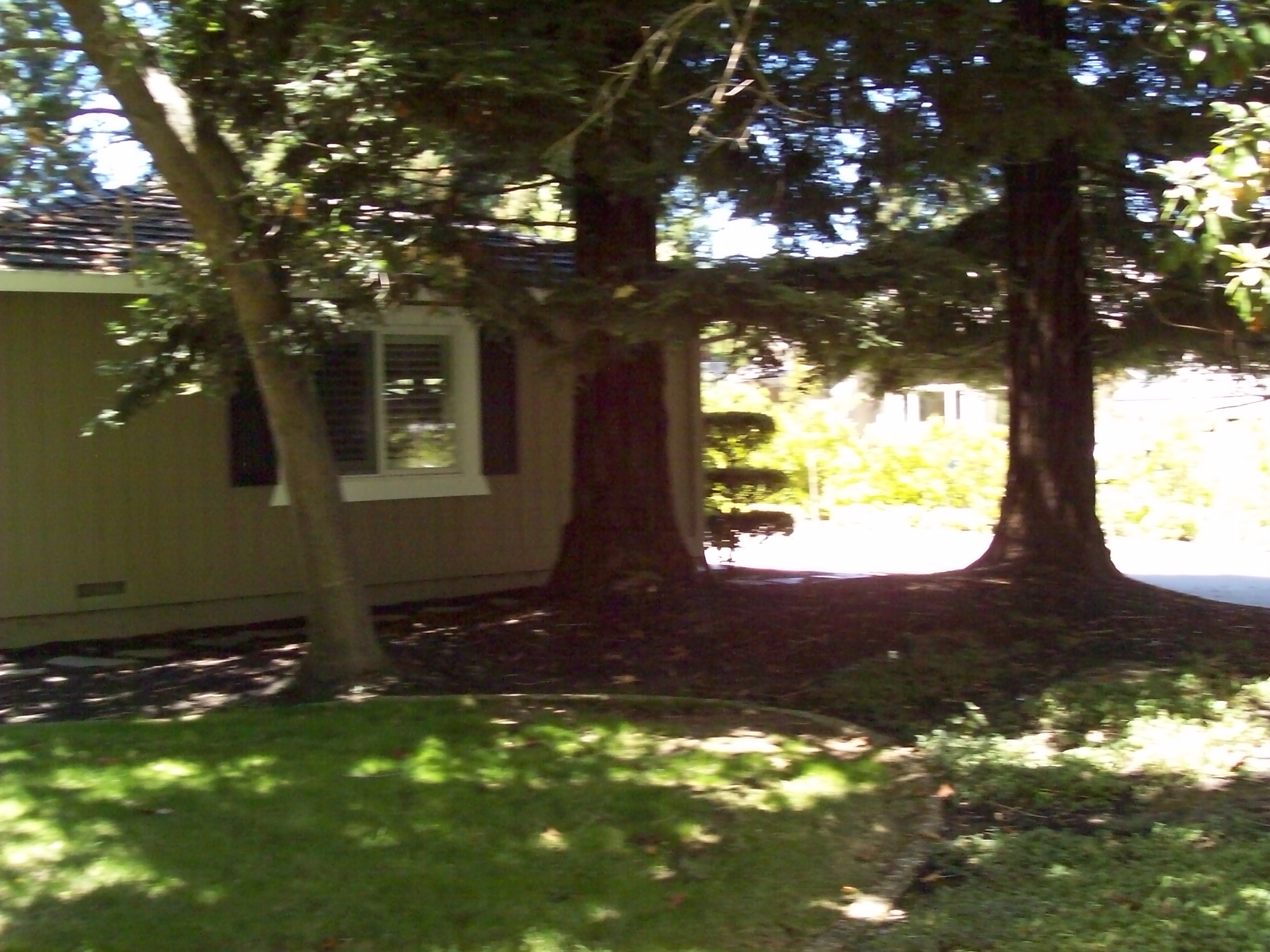 Redwood Trees next to house - General Help - FengShui.Geomancy.Net