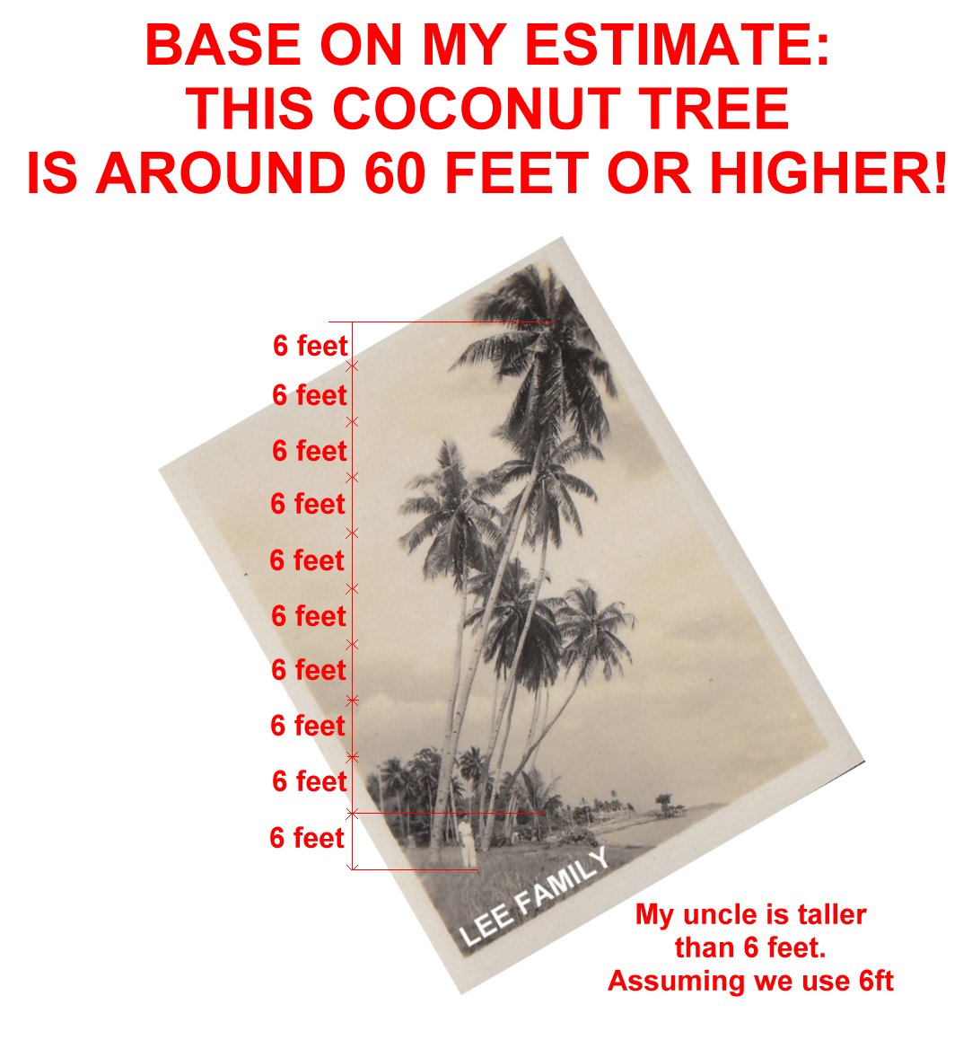 Coconut trees do grow extremely tall in the 1950's - Around Singapore ...