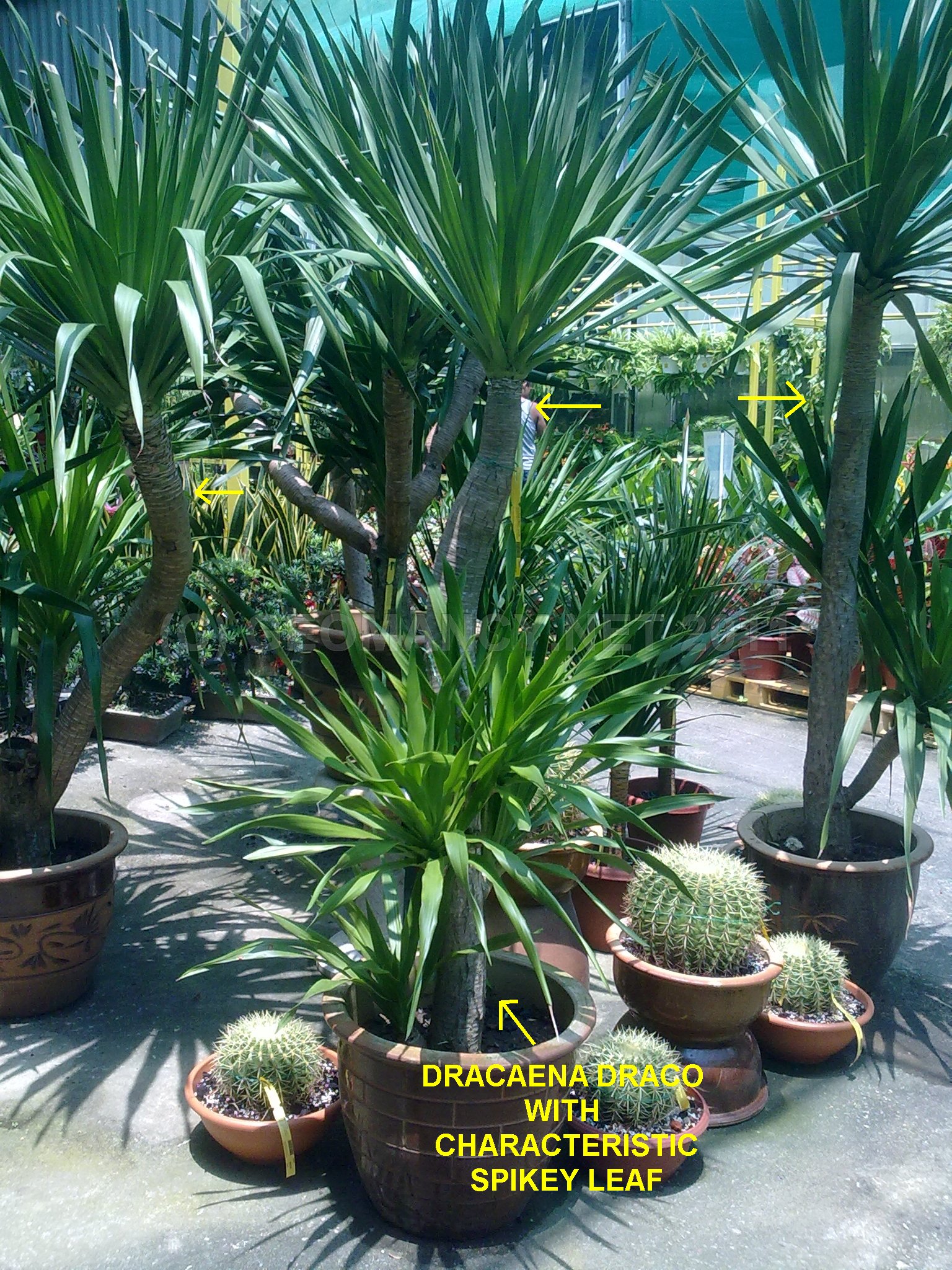Dracaena Draco Flower