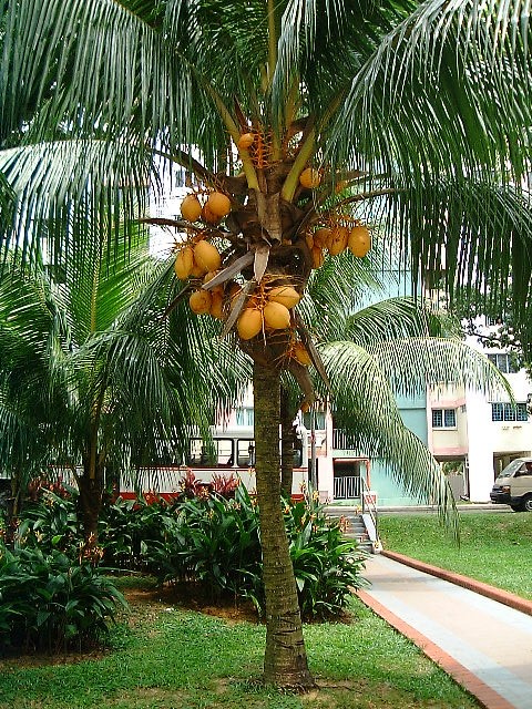 The dwarf coconut tree - Around Singapore - FengShui.Geomancy.Net