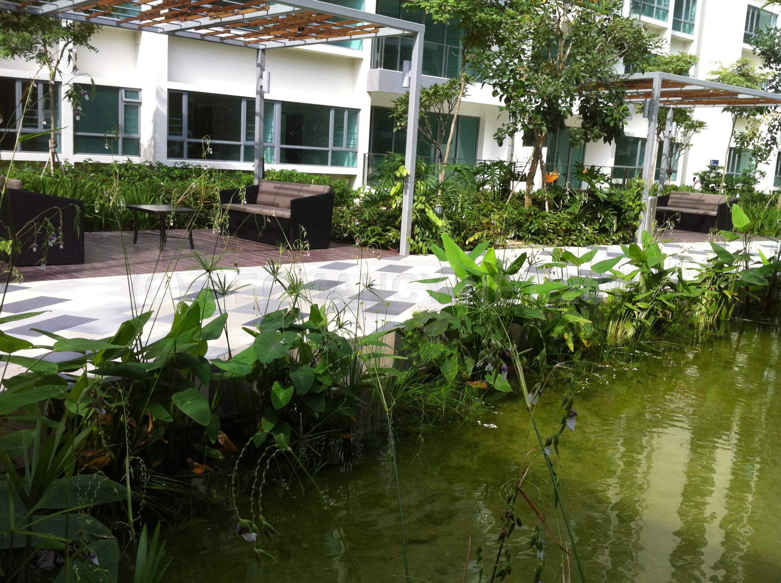 Eco-pond at Waterfront Waves.... - Around Singapore - FengShui.Geomancy.Net