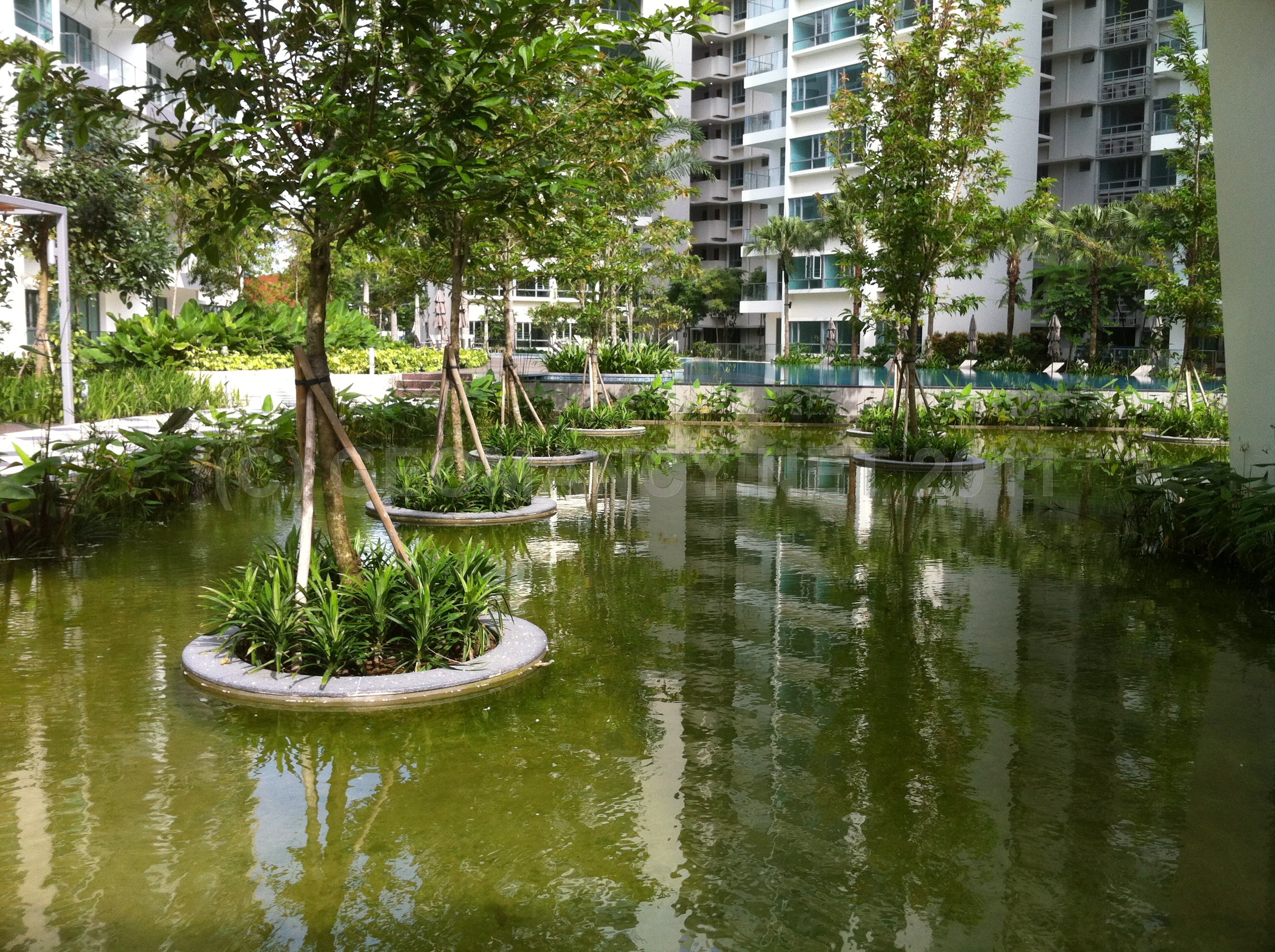 Eco-pond at Waterfront Waves.... - Around Singapore - FengShui.Geomancy.Net